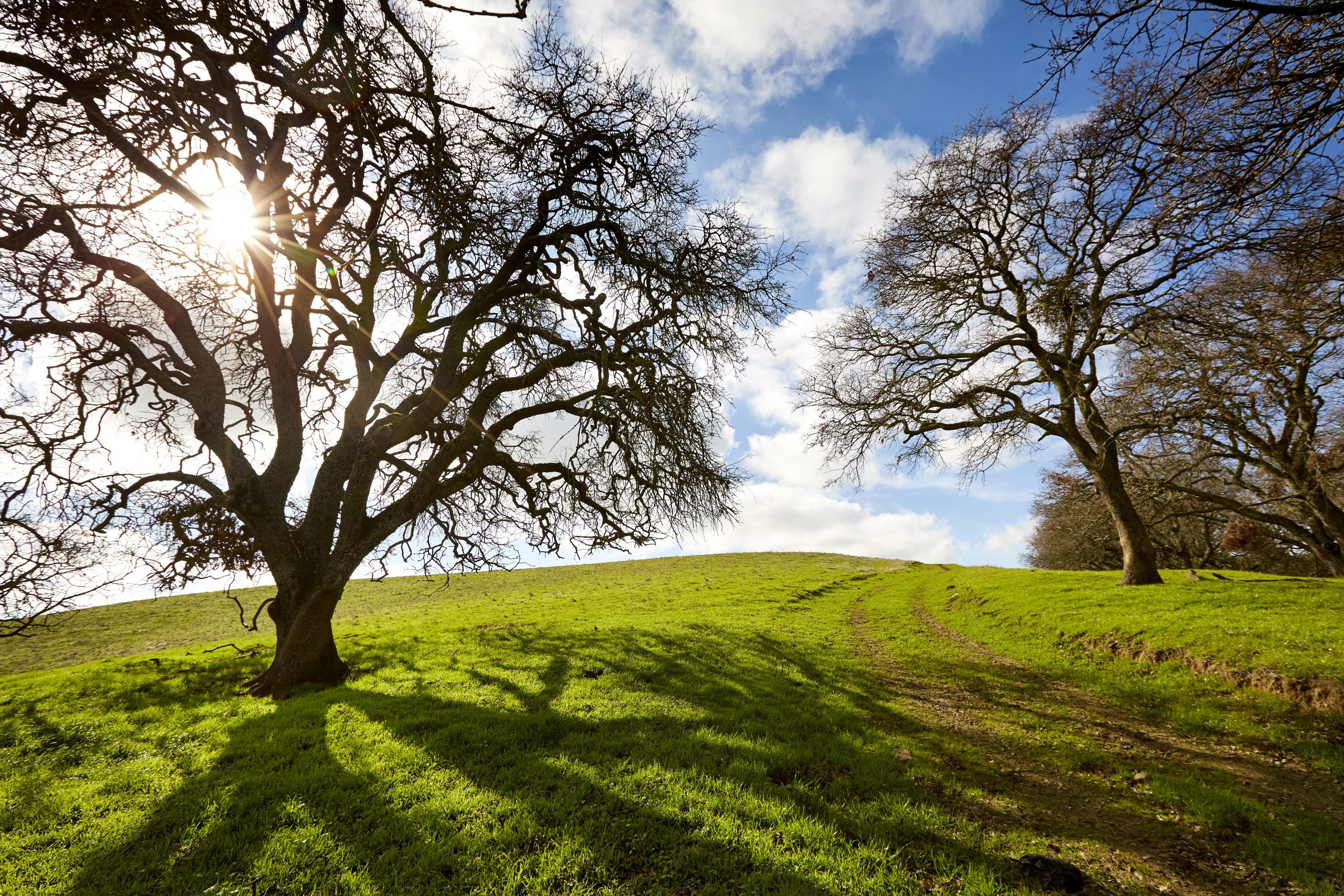 Almond Ranch - John Muir Land Trust