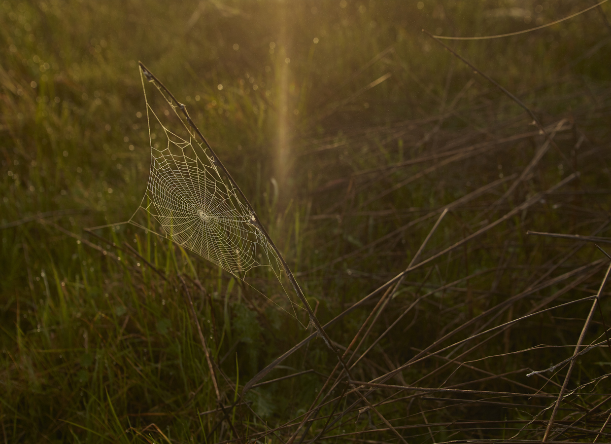 Franklin Ridge - John Muir Land Trust