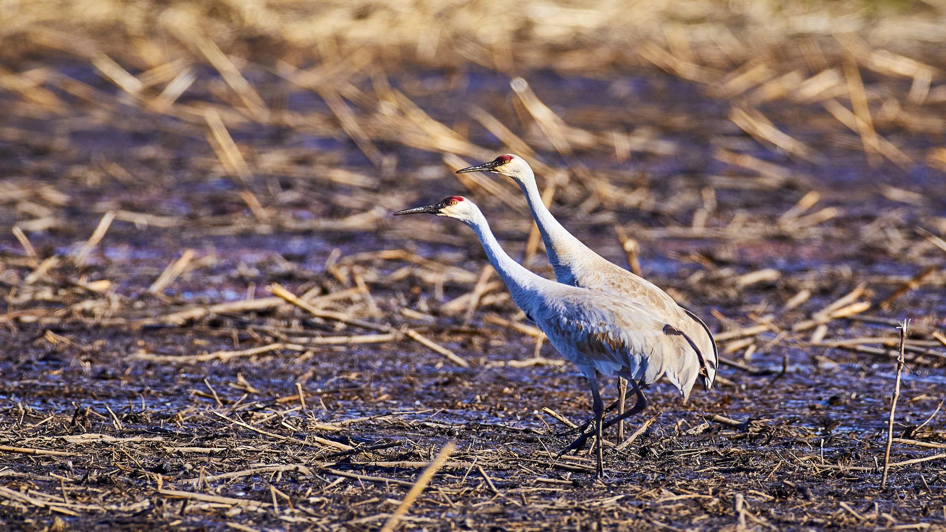 Bay Delta Campaign - John Muir Land Trust